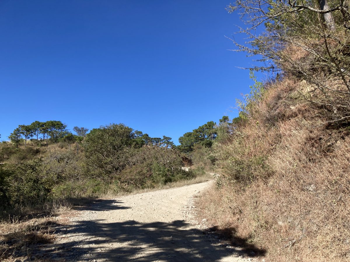 Chimalapas: Haciendo comunidad para salvar un bosque - El Proyecto ...