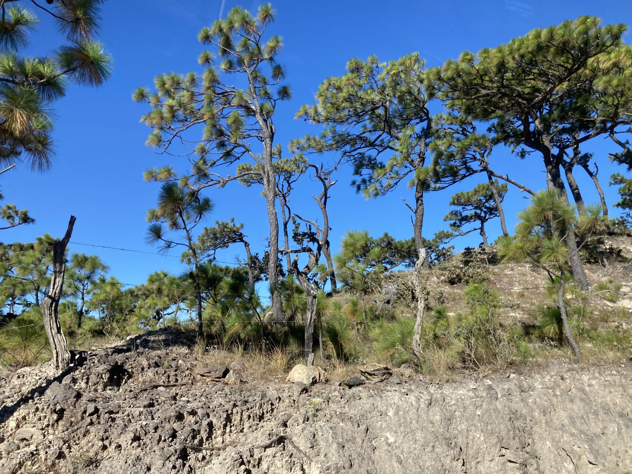 Chimalapas: Haciendo comunidad para salvar un bosque - El Proyecto ...