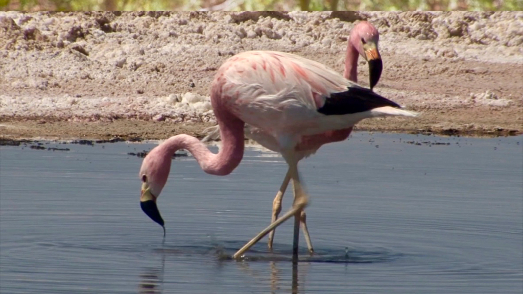 Los Lickanantay: “No queremos ser una zona de sacrificio” - El Proyecto ...